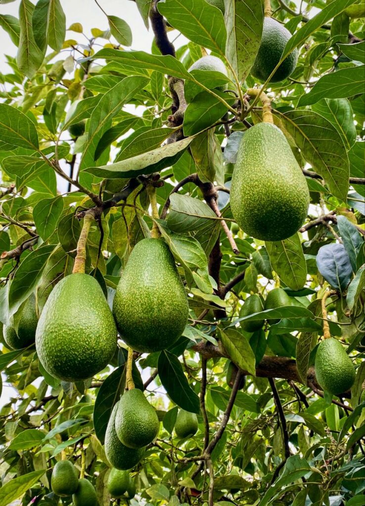 15 Manfaat Buah Alpukat yang Wajib Kamu Tahu! - Gen Amikom