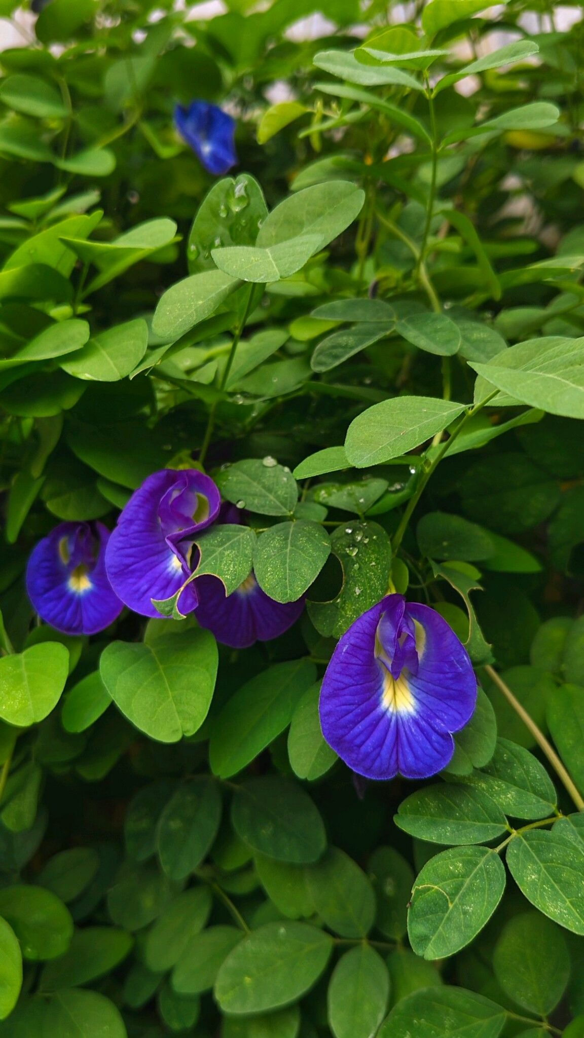 Manfaat Bunga Telang: Khasiat Kesehatan dan Kecantikan - Gen Amikom