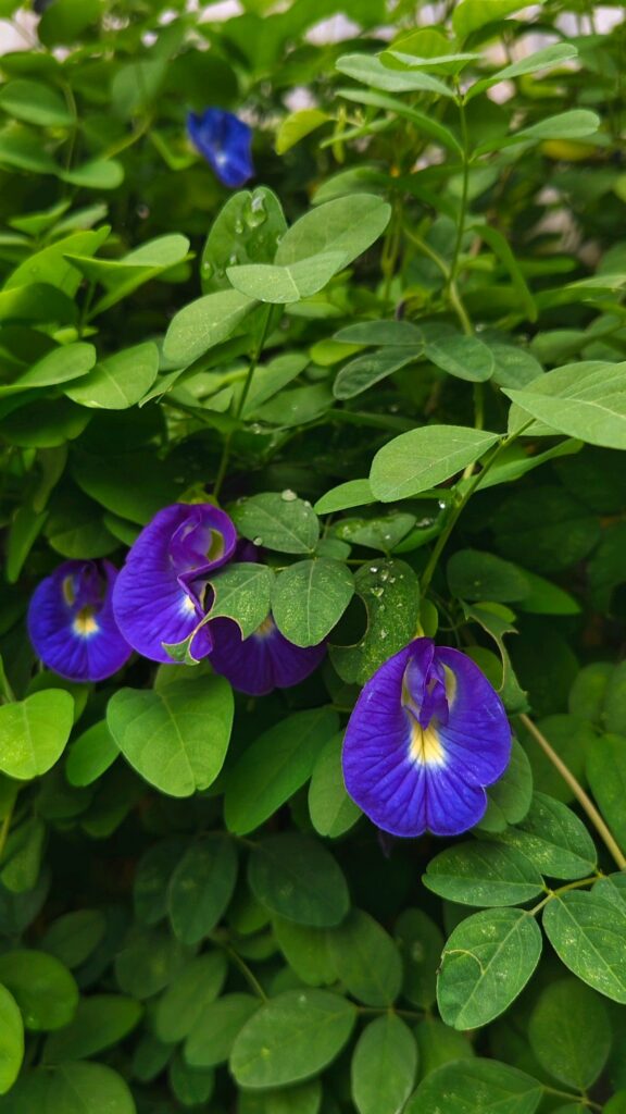 Manfaat Bunga Telang: Khasiat Kesehatan dan Kecantikan - Gen Amikom