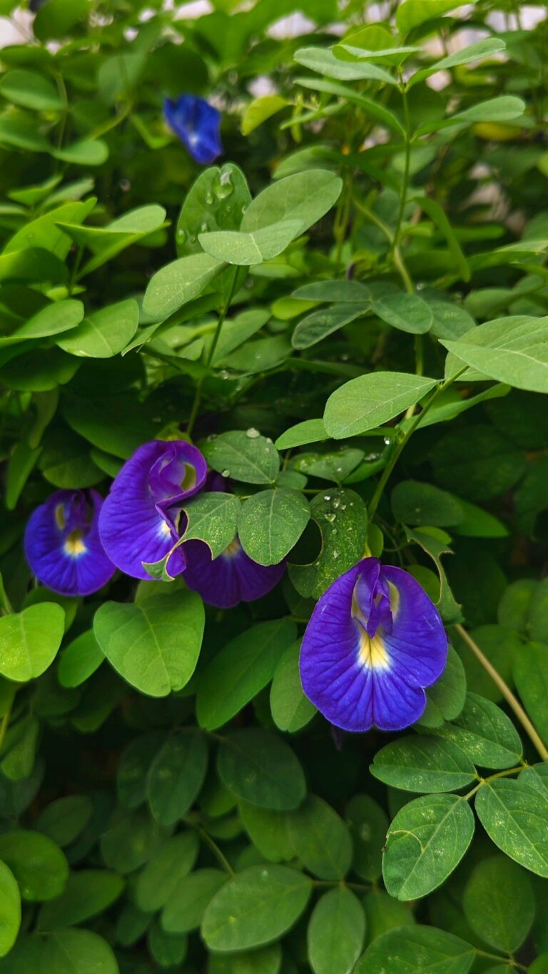 Manfaat Bunga Telang: Khasiat Kesehatan dan Kecantikan - Gen Amikom