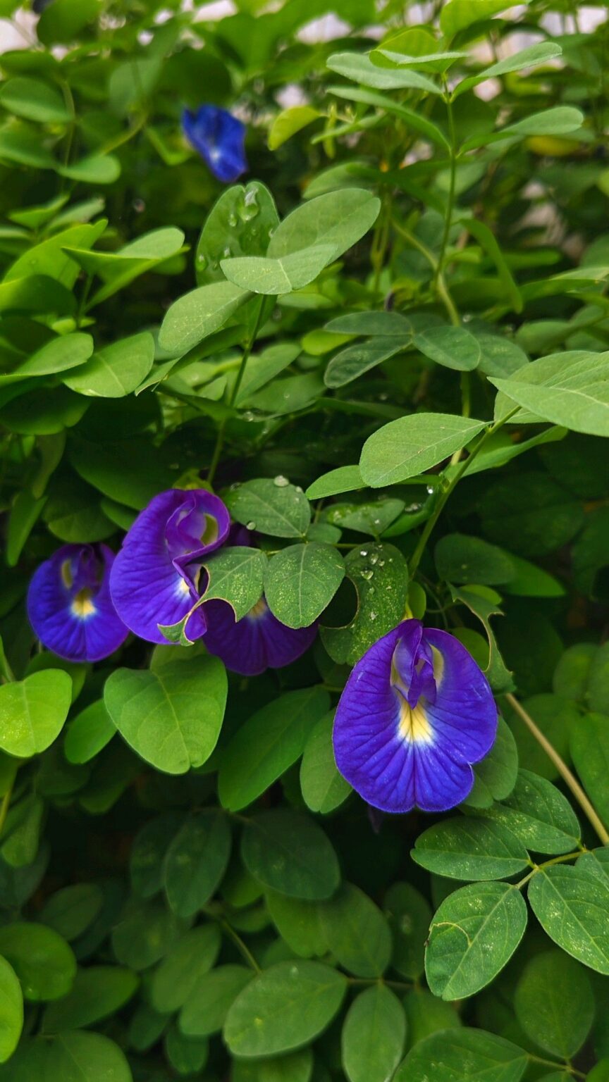 Manfaat Bunga Telang: Khasiat Kesehatan dan Kecantikan - Gen Amikom