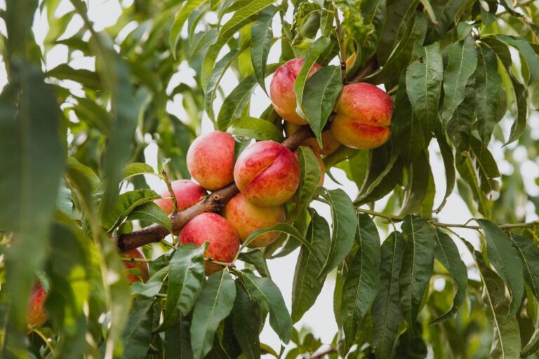 Manfaat Buah Nektarin: Kandungan, Asal Usul, dan Khasiatnya - Gen Amikom