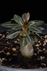 8 Jenis Adenium Paling Populer untuk Koleksi di Rumah - Gen Amikom