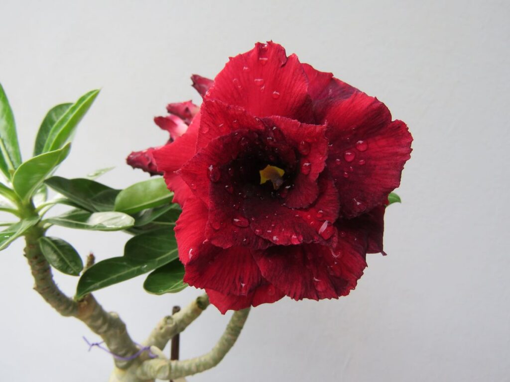 8 Jenis Adenium Paling Populer untuk Koleksi di Rumah - Gen Amikom